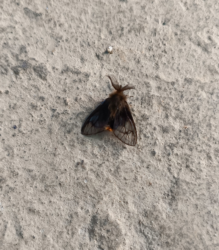 Moth Flies and Sand Flies from X52J+76P, BICH BAZAR, Pokhribong ...