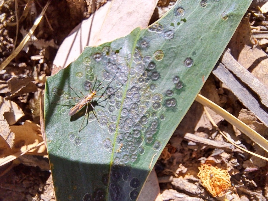 Rayieria acaciae from Chiltern VIC 3683, Australia on November 17, 2023 ...
