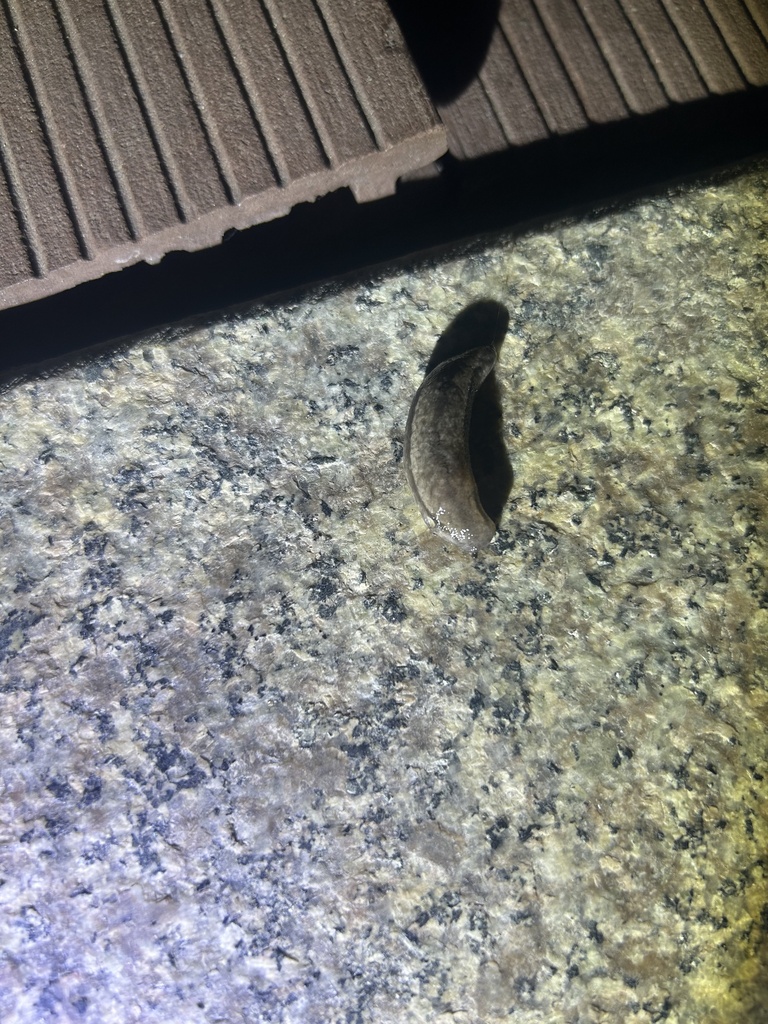 Chinese Slug from 绿城·玫瑰园南区, 舟山市, 浙江省, CN on November 23, 2023 at 09:29 ...