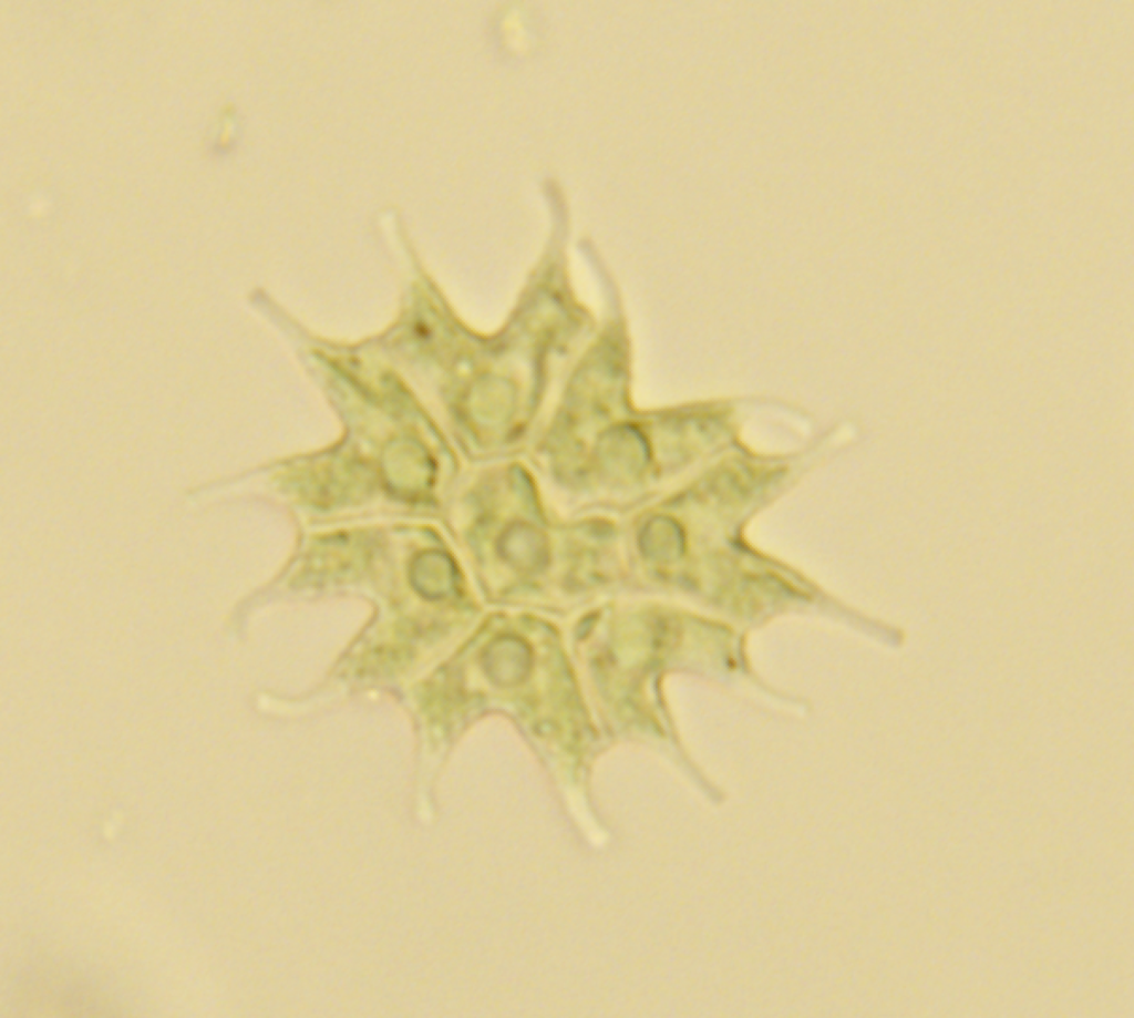 Stauridium tetras from Clatsop County, OR, USA on November 23, 2023 at ...