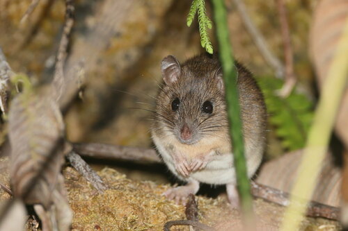 Sula Archipelago Rat (Rattus elaphinus) · iNaturalist
