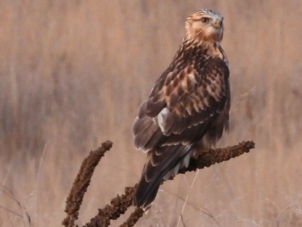 Rough-legged Hawk from Hite, WA 99029, USA on November 23, 2023 at 05: ...