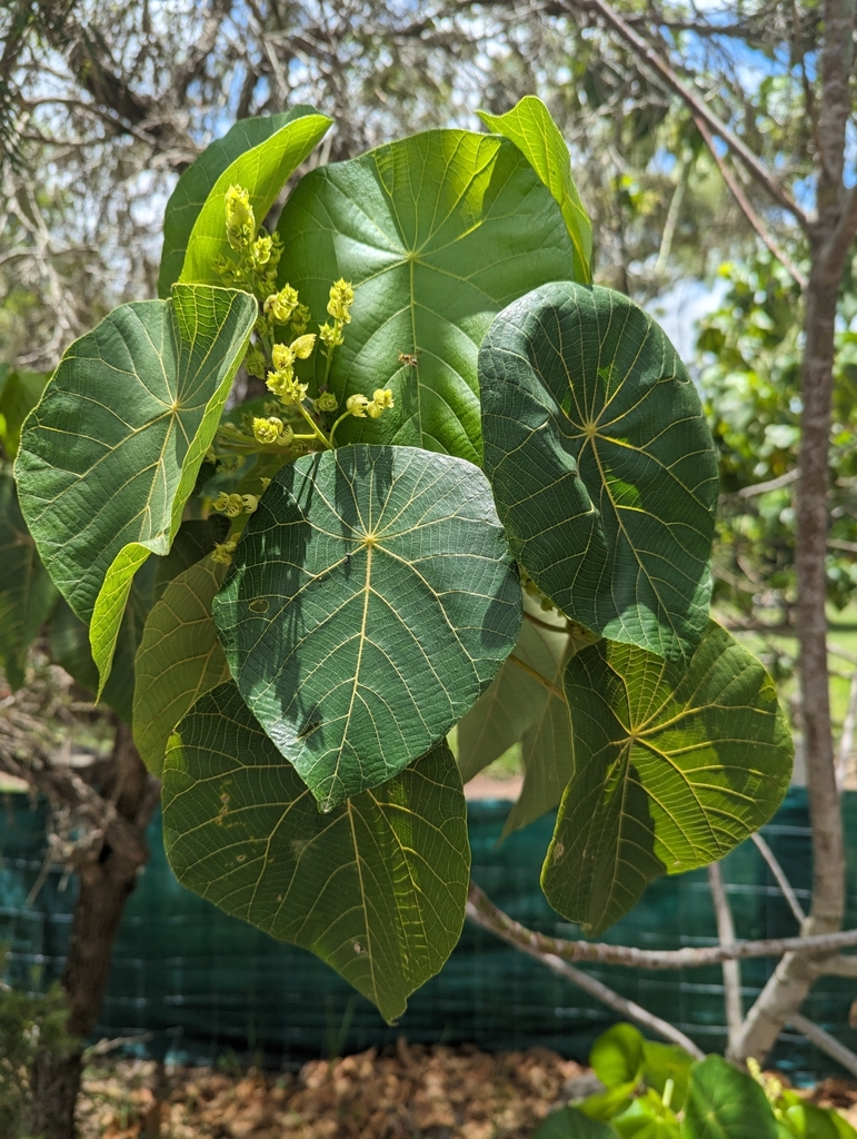 Elephant's Ear from Mount Mellum QLD 4550, Australia on November 24 ...