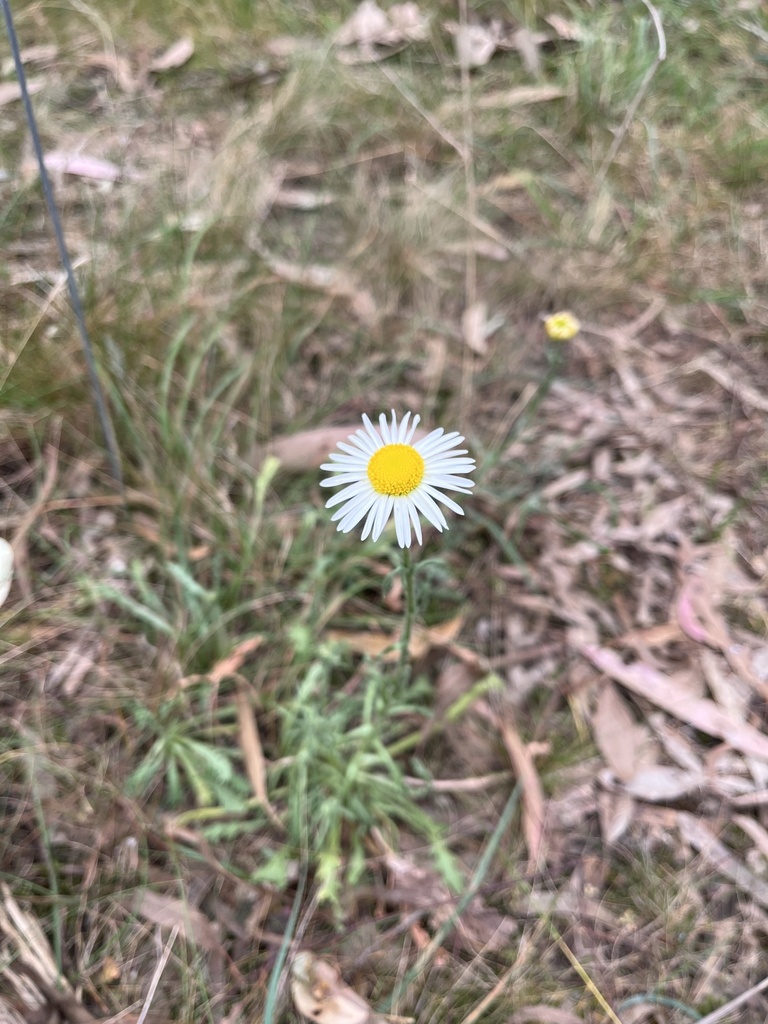 Tall Daisy from Mayona Rd, Montmorency, VIC, AU on September 19, 2023 ...