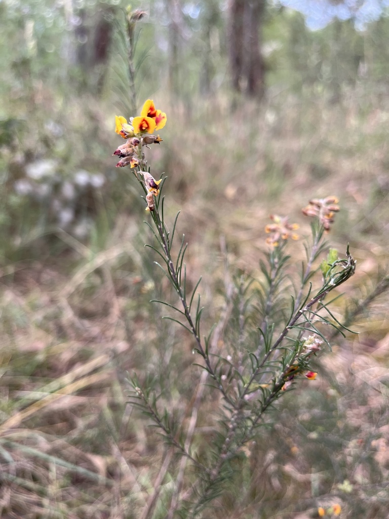 grey parrot pea from Andrew Yandell Reserve, Greensborough, VIC, AU on ...