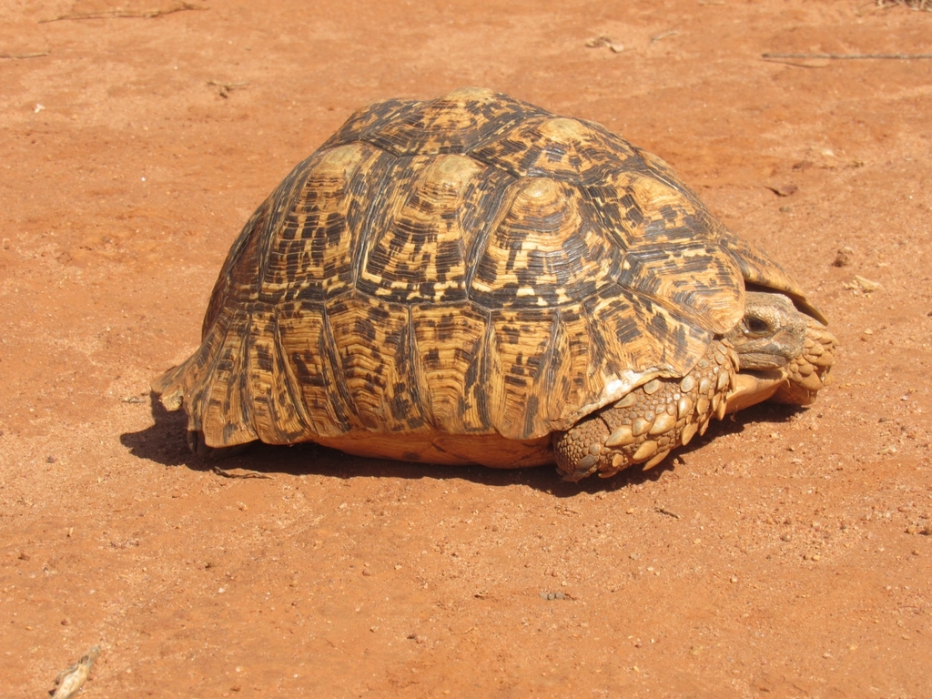 Leopard Tortoise from Sesia, Kenya on November 24, 2023 by Maiyo ...