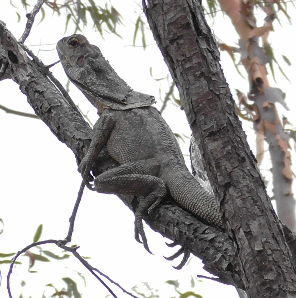 Frilled Lizard from Watsonville QLD 4887, Australia on November 24 ...