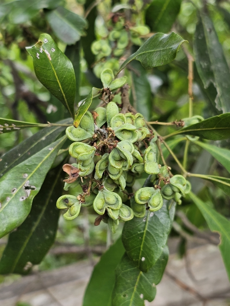 Guioa from Tallebudgera Valley QLD 4228, Australia on November 23, 2023 ...