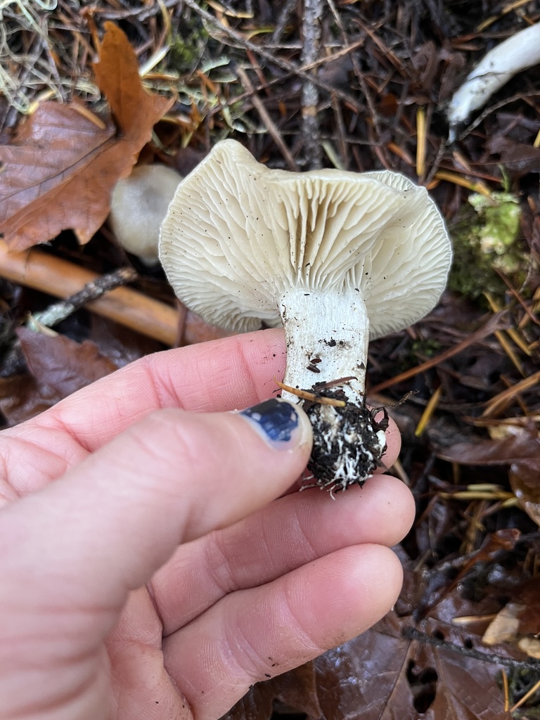 Musumecia from Willamette National Forest, Blue River, OR, US on ...