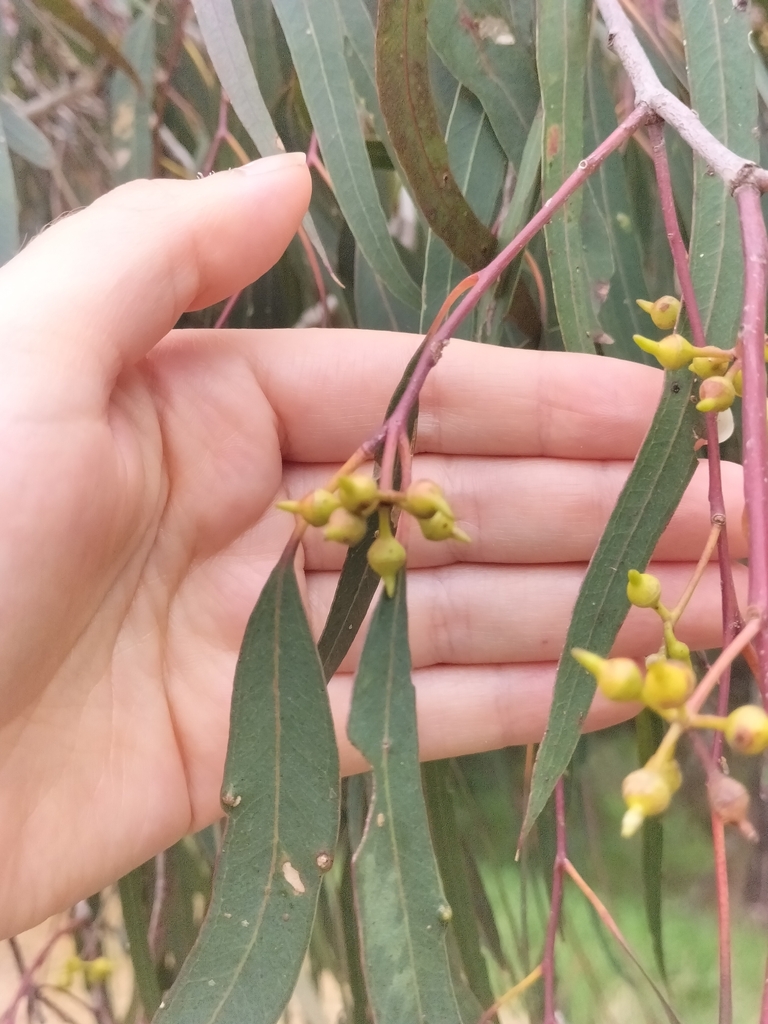 Murray red gum from Viewbank VIC 3084, Australia on November 24, 2023 ...