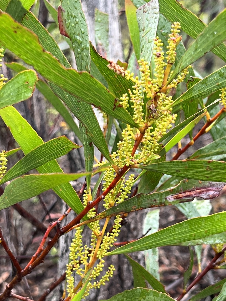 Blunt leaf Wattle from Hassans Walls Reserve, Lithgow, NSW, AU on ...
