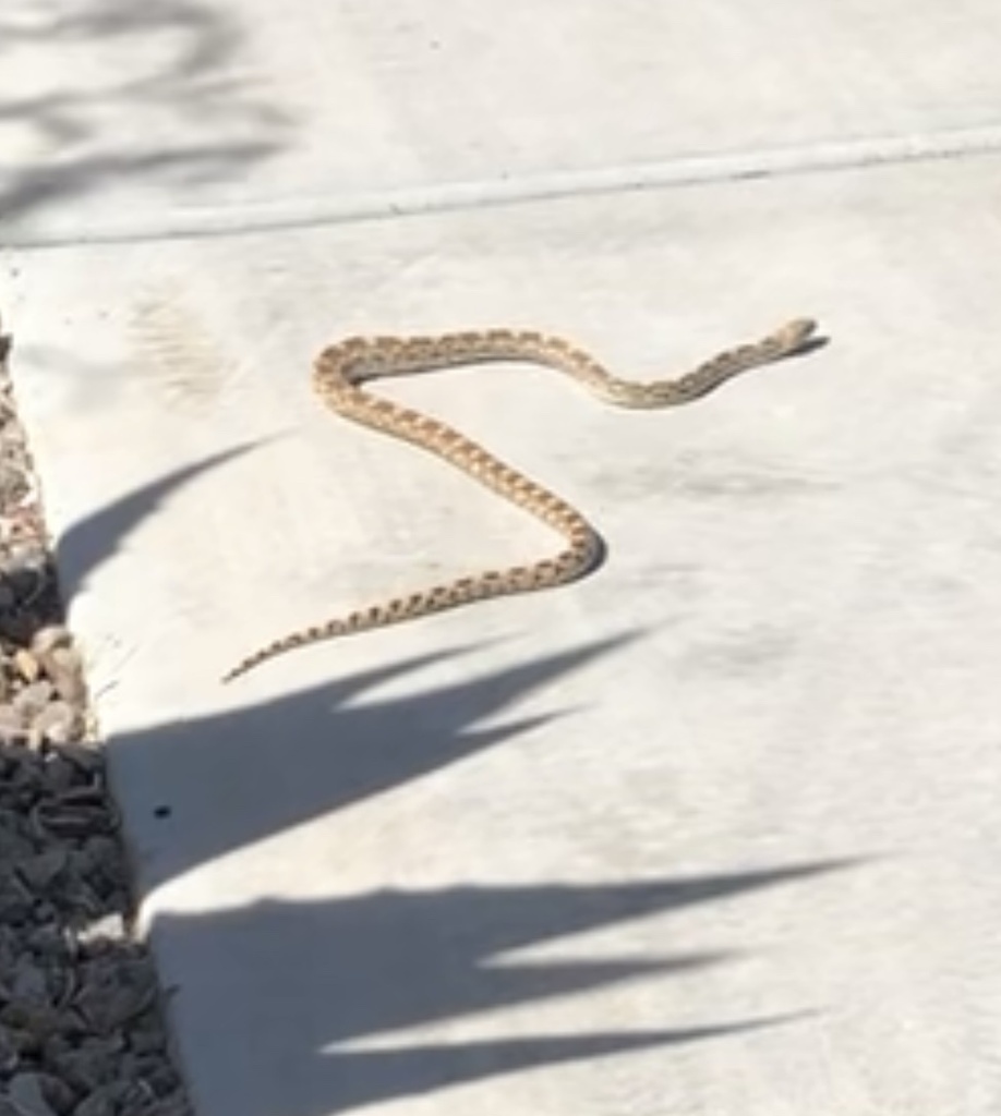 Great Basin Gopher Snake from W Doraville Ave, Las Vegas, NV, US on ...