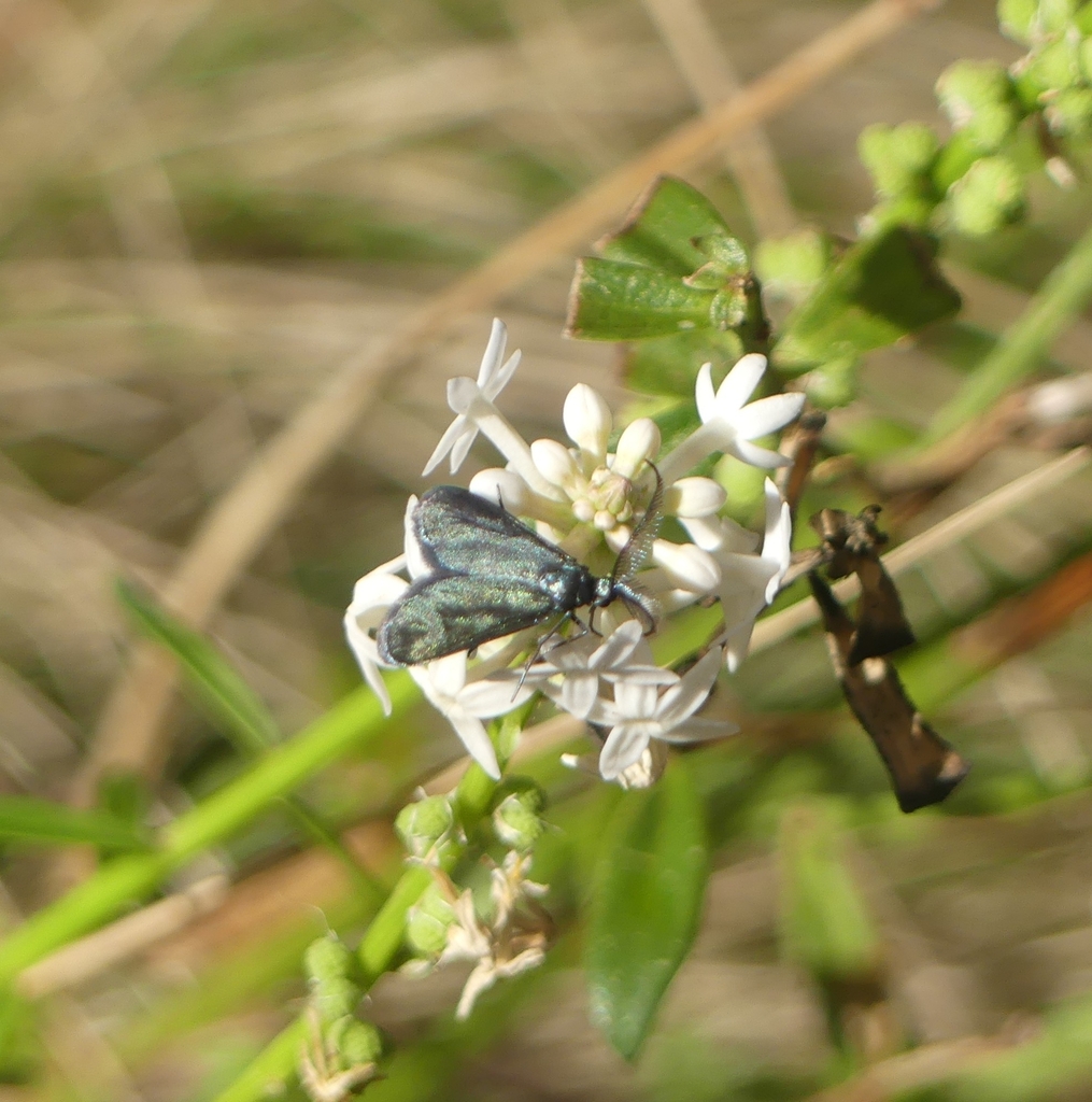 Satin-green Forester from Tantawangalo NSW 2550, Australia on November ...