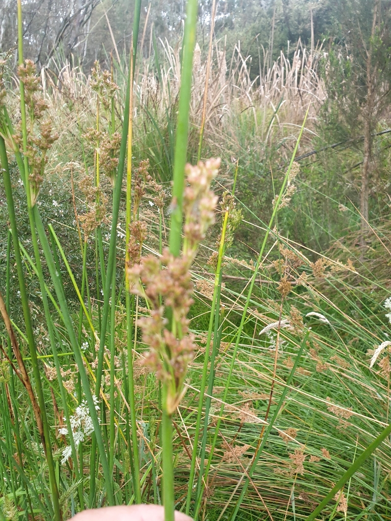 Great Soft-rush from Macleod VIC 3085, Australia on November 24, 2023 ...