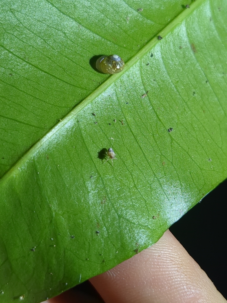Dendrolamellaria mathewsi from Burnt Pine 2899, Norfolk Island on ...