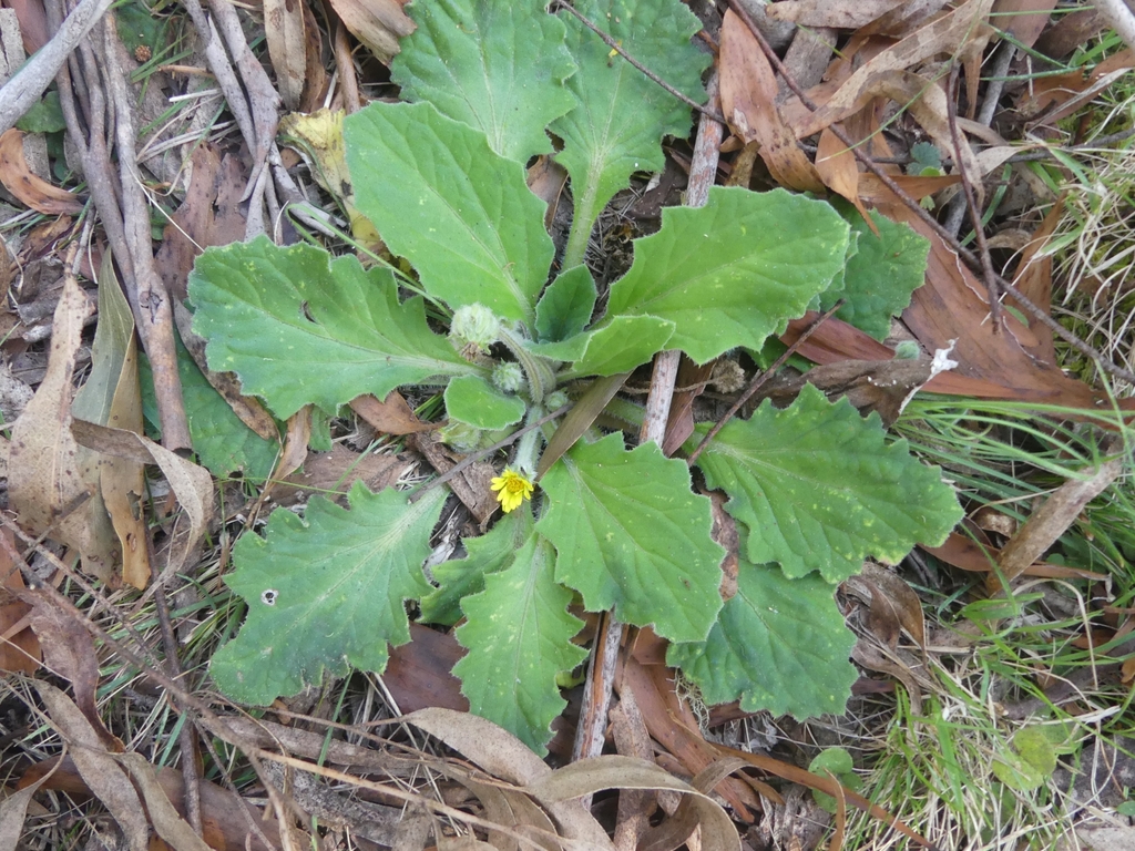 Cymbonotus from Tantawangalo NSW 2550, Australia on November 19, 2023 ...
