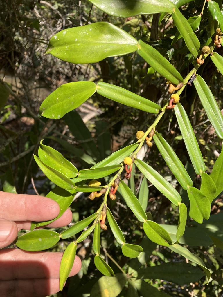 Climbing Aroid from Marolambo, Madagascar on November 19, 2023 at 09:05 ...