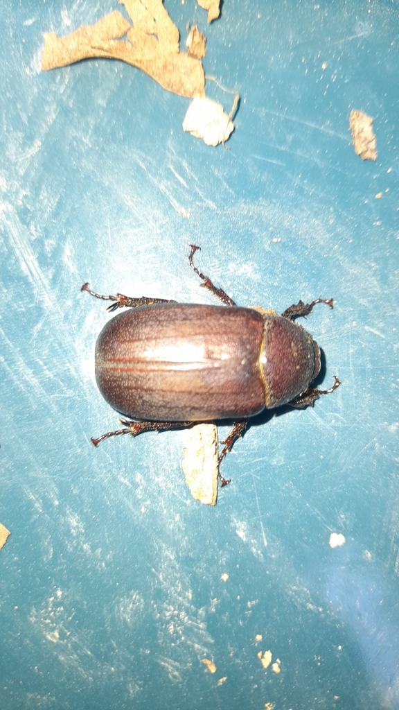 Scarabs from Brinsmead QLD 4870, Australia on November 2, 2023 at 09:13 ...