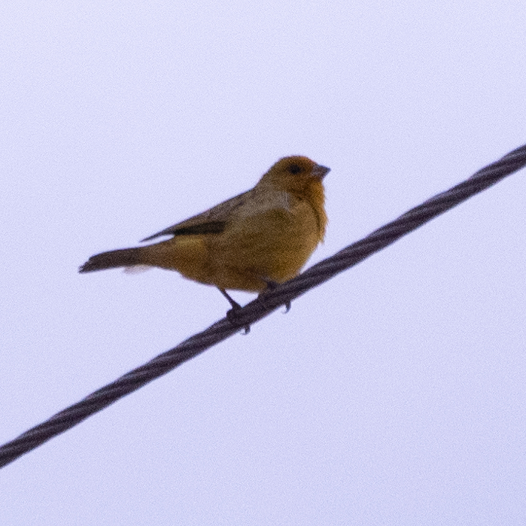 Saffron Finch in November 2023 by carlos alberto justiniano · iNaturalist