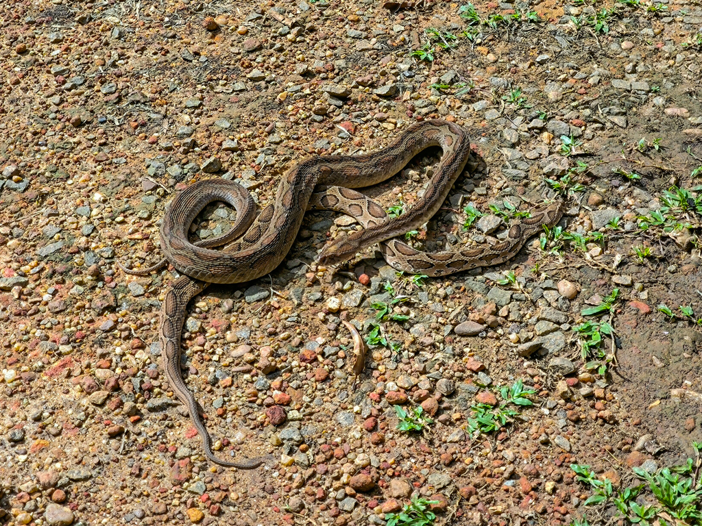 Russell's Viper in November 2023 by Dmytro and Elena. November 24, 2023 ...