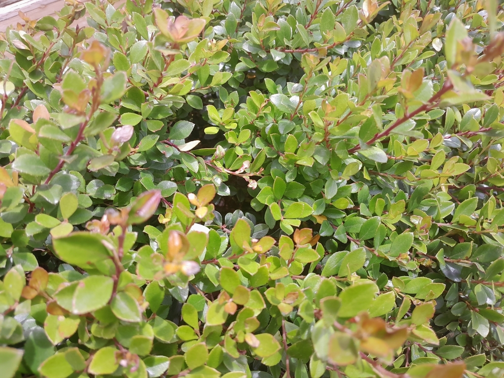 African Boxwood from Pringle Bay, 7196, South Africa on November 24 ...