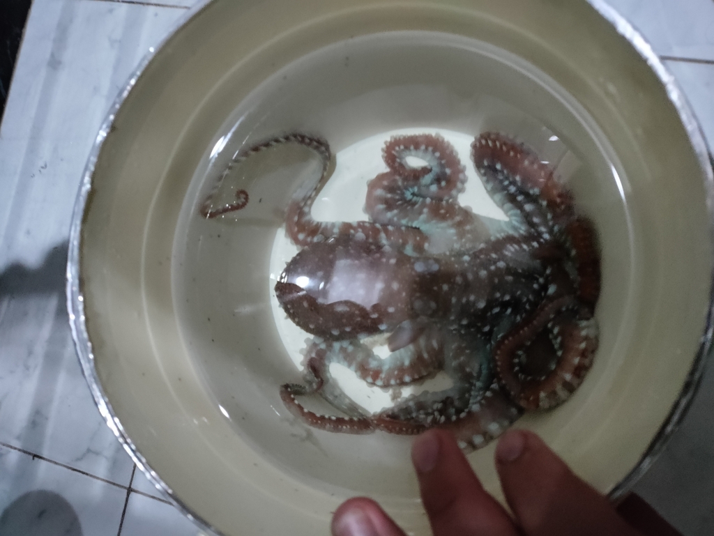 Atlantic White-spotted Octopus from Marsaskala, Malta on April 9, 2022 ...