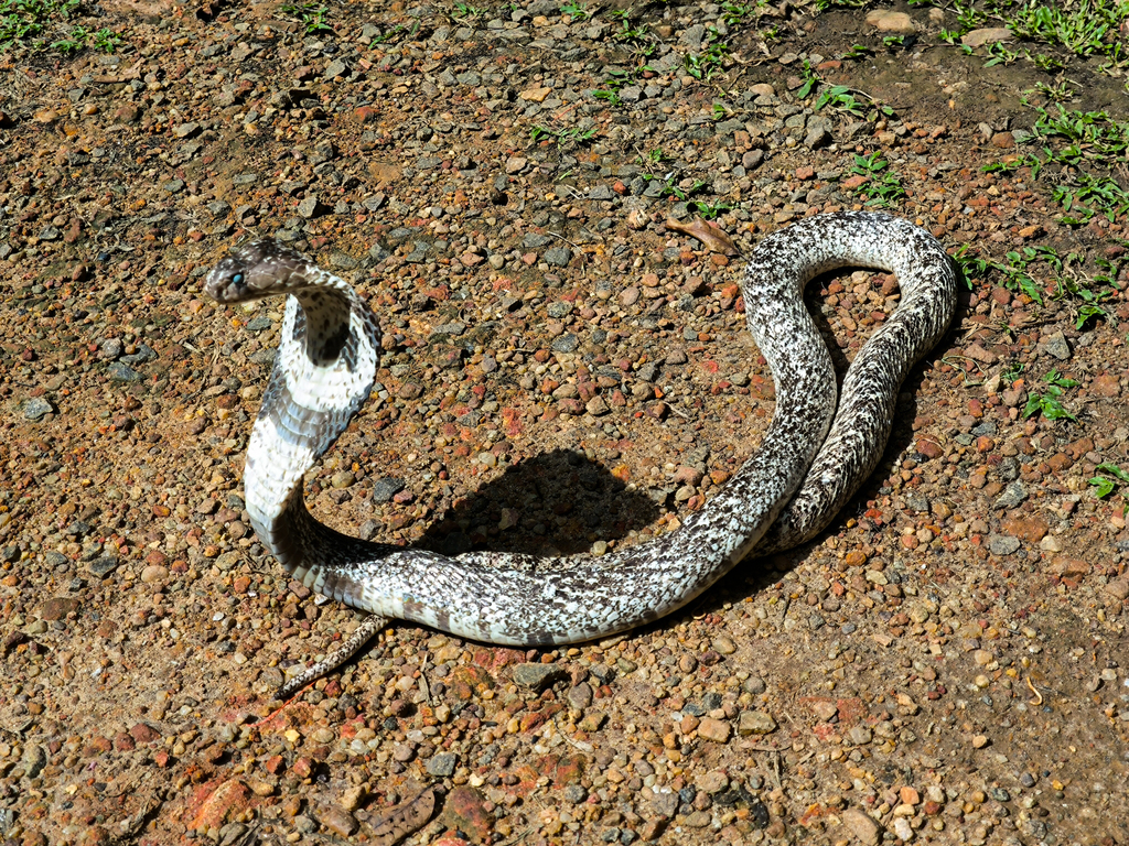 Indian Cobra in November 2023 by Dmytro and Elena. November 24, 2023 9: ...