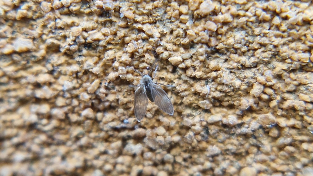 Moth Flies and Sand Flies from Vesterbro vest, København, Denmark on ...