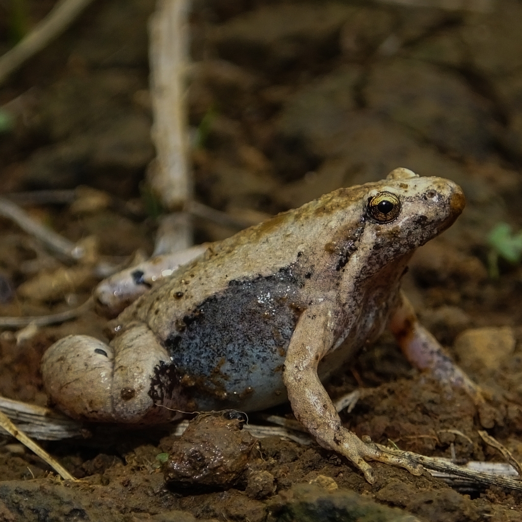 Javan Chorus Frog from Gunung Syawal on November 23, 2023 at 05:11 AM ...