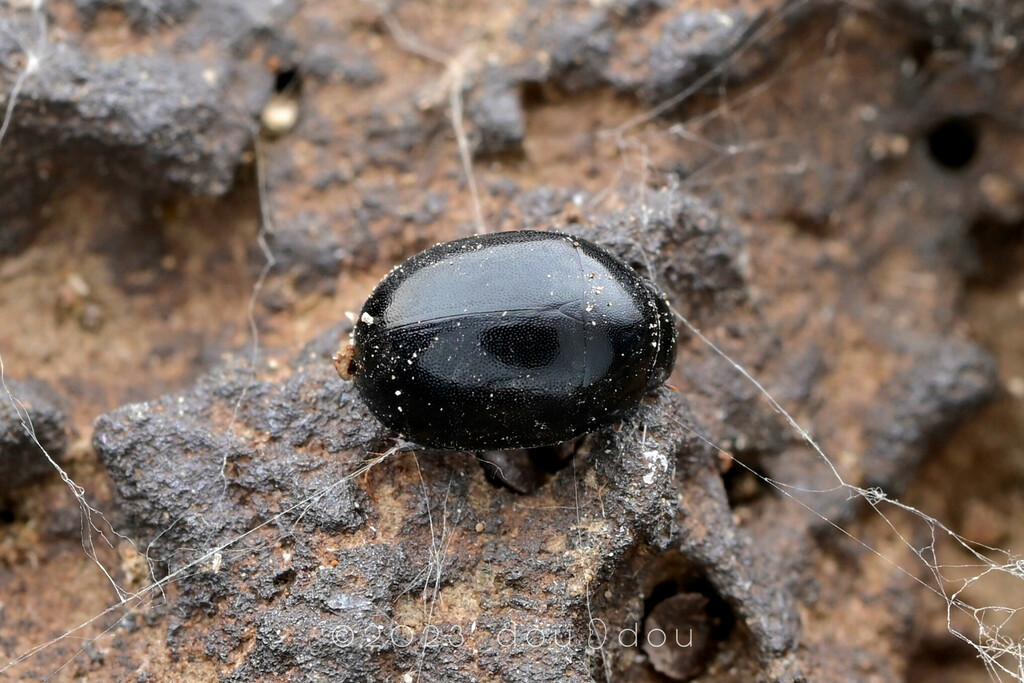 Sphaeridiinae from 中国江苏省南京市六合区止马岭 on November 19, 2023 at 04:05 PM by ...