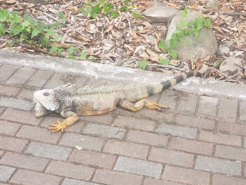 Green Iguana from Machala, EC-EO, EC on November 24, 2023 by Ronald ...