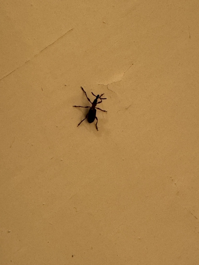 Cylas from 臺灣島, 內湖區, TPE, TW on November 24, 2023 at 10:15 PM by 琉雲飛 ...