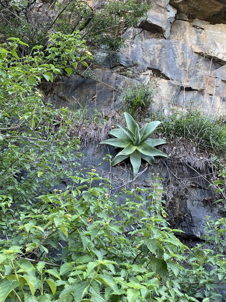 Sim's Spotted Aloe in November 2023 by Carel Fourie · iNaturalist