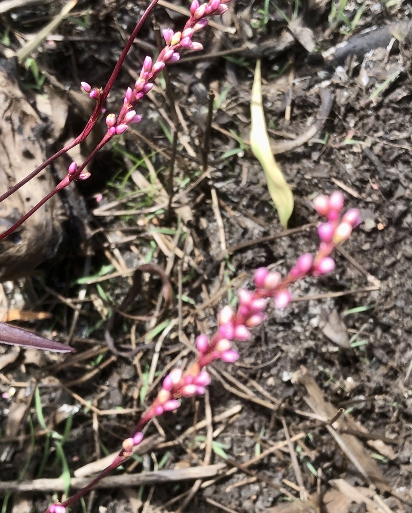 slender knotweed from Jimmy Smith Street, Sand Bay, WC, ZA on November ...