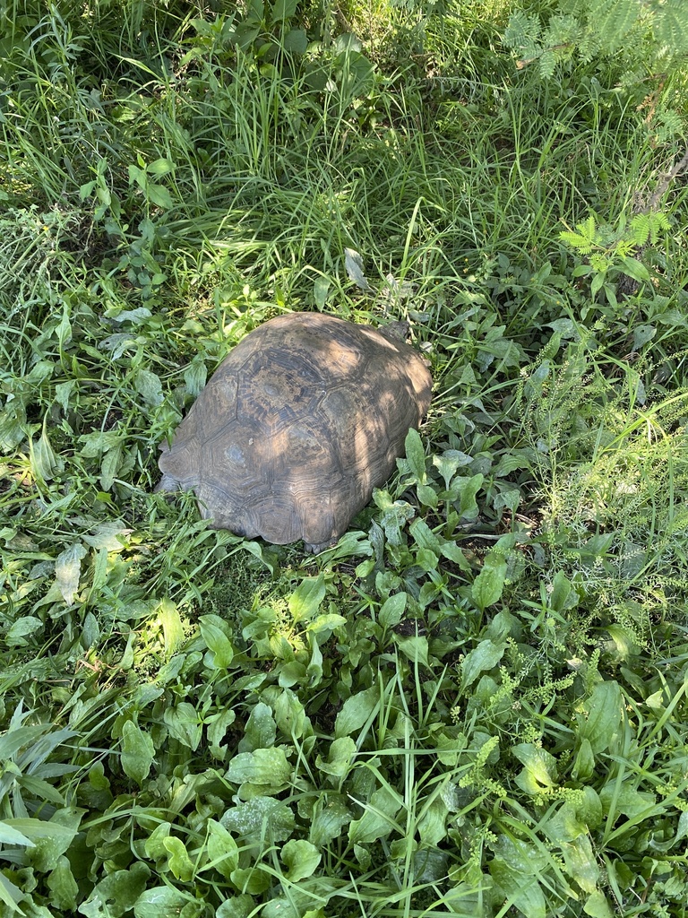 Leopard Tortoise from City of Tshwane, ZA-GT, ZA on November 24, 2023 ...