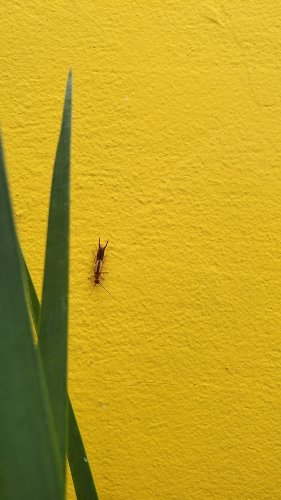 Doru lineare from Centro, Gaspar - SC, Brasil on November 24, 2023 at ...