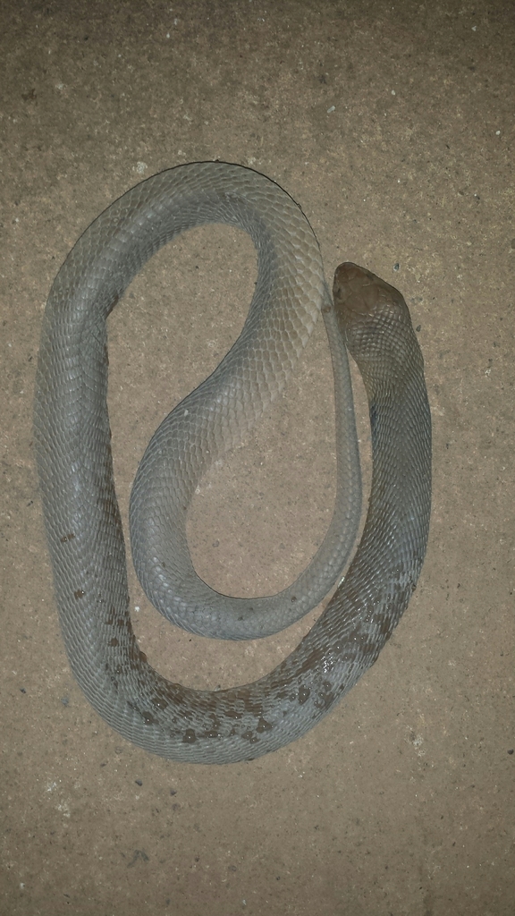 Katian Spitting Cobra from Kati, Mali on March 30, 2019 at 05:30 PM by ...