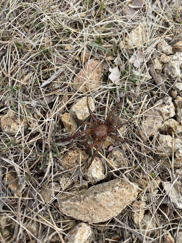 Stone Spiders from Boise National Forest, Boise, ID, US on October 4 ...
