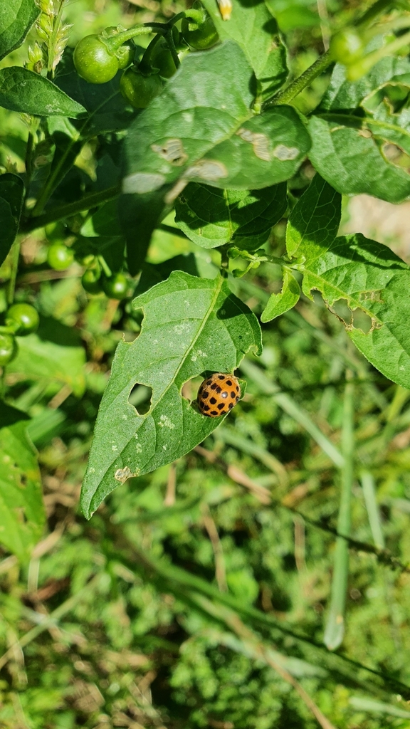 Hadda Beetle from Gaspar on November 24, 2023 at 10:16 AM by Tamily ...