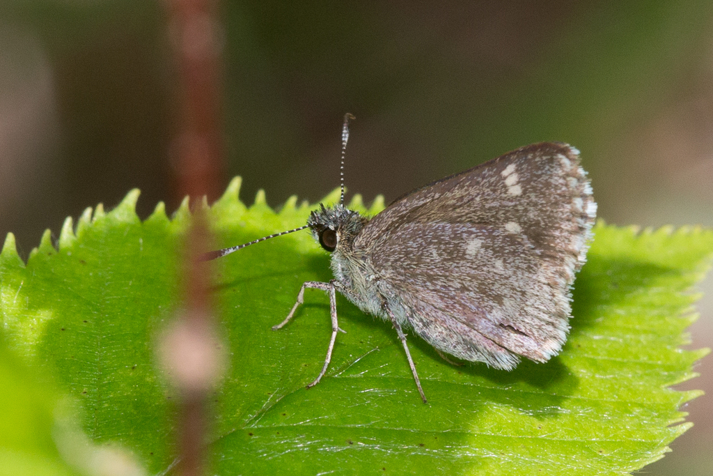 Pepper and Salt Skipper from Meacham Swamp, Lemington, VT 05903, USA on ...