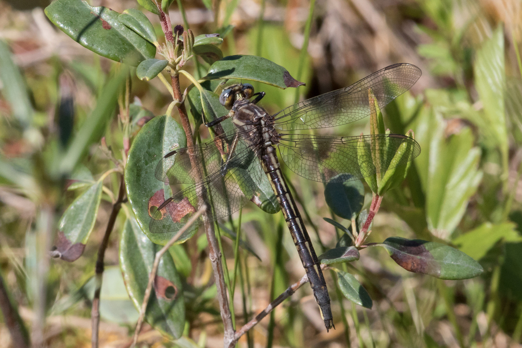 Dusky Clubtail from Meacham Swamp, Lemington, VT 05903, USA on June 22 ...