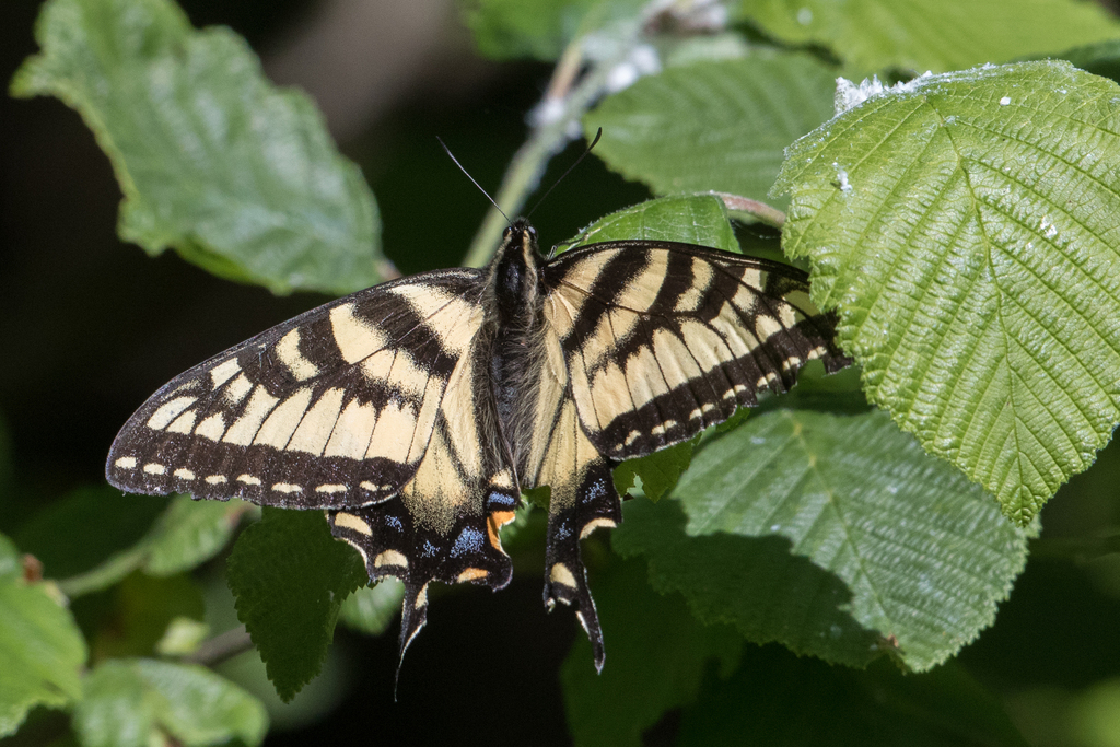 Canadian Tiger Swallowtail from Meacham Swamp, Lemington, VT 05903, USA ...