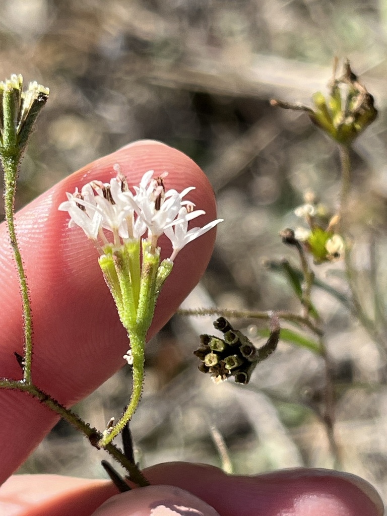 Small Palafox in November 2023 by Raney Yelenich · iNaturalist