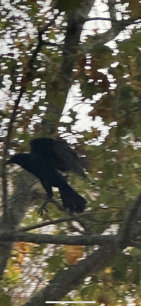 Crows and Ravens from Buford, GA, US on November 24, 2023 at 12:51 PM ...
