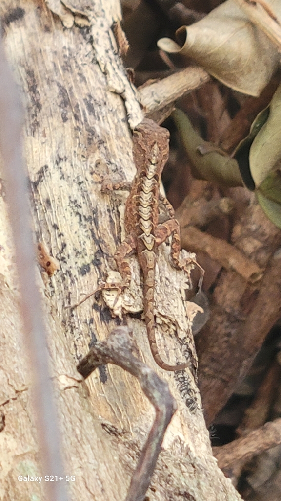 Brown Anole from OCEAN BRZ PK, FL 34957, USA on November 24, 2023 at 01 ...