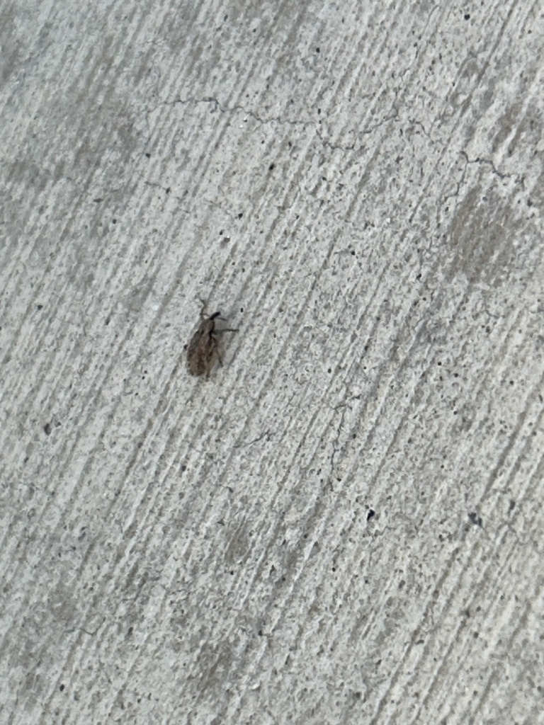 Alfalfa Weevil from W Linden St, Riverside, CA, US on November 21, 2023 ...