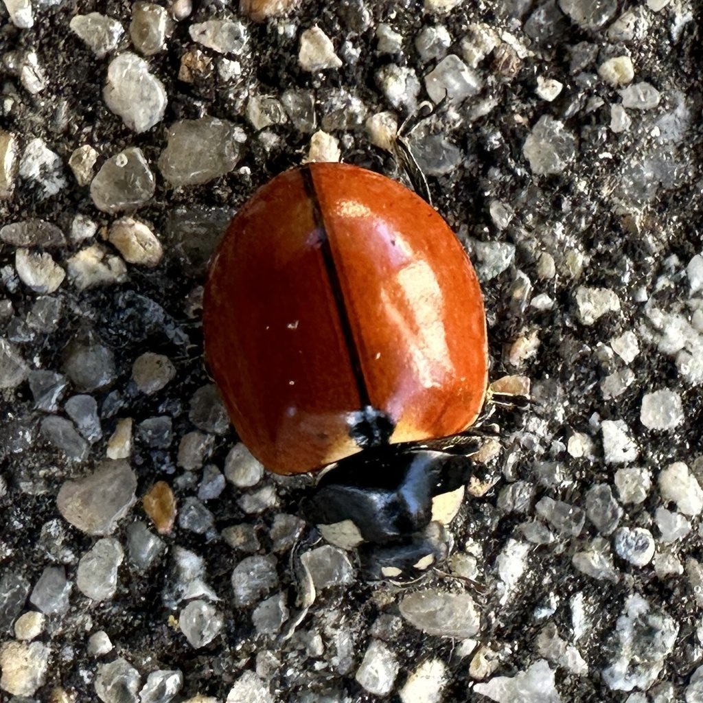 California Lady Beetle from Cannery Row Park Plaza, Monterey, CA, US on ...