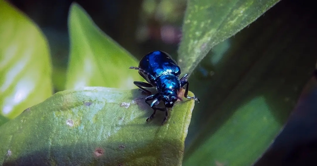 Flea Beetles from 30893 El Águila, Chis., México on November 24, 2023 ...
