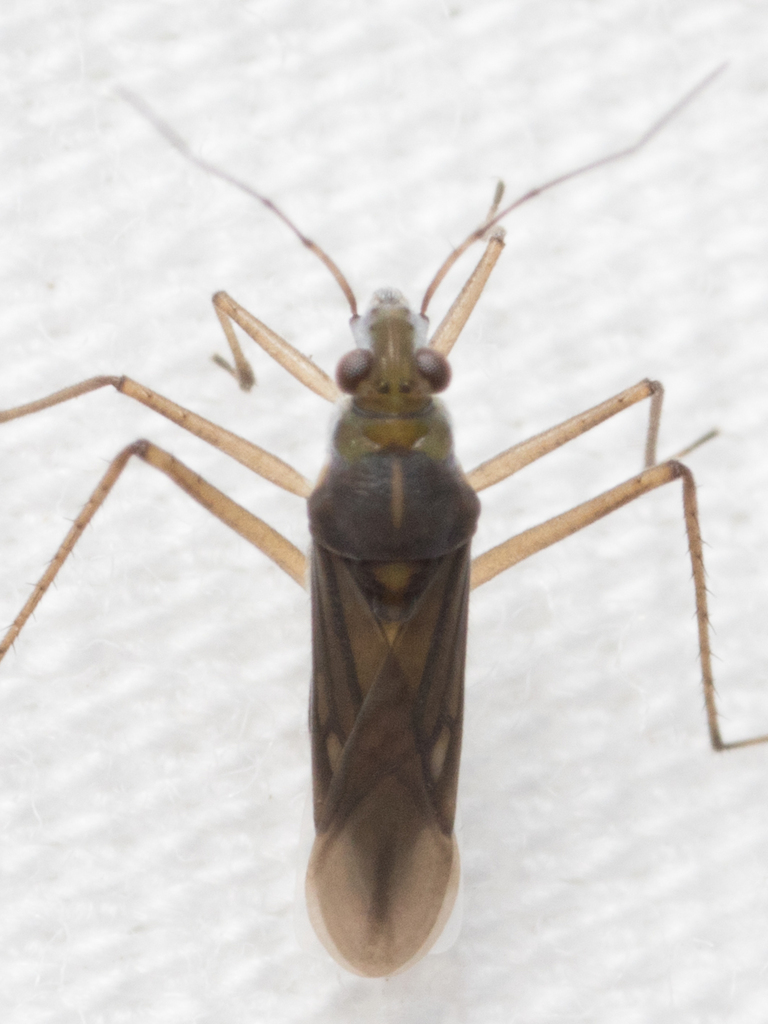 Mulsant's Water Treader in November 2023 by John Schneider ...