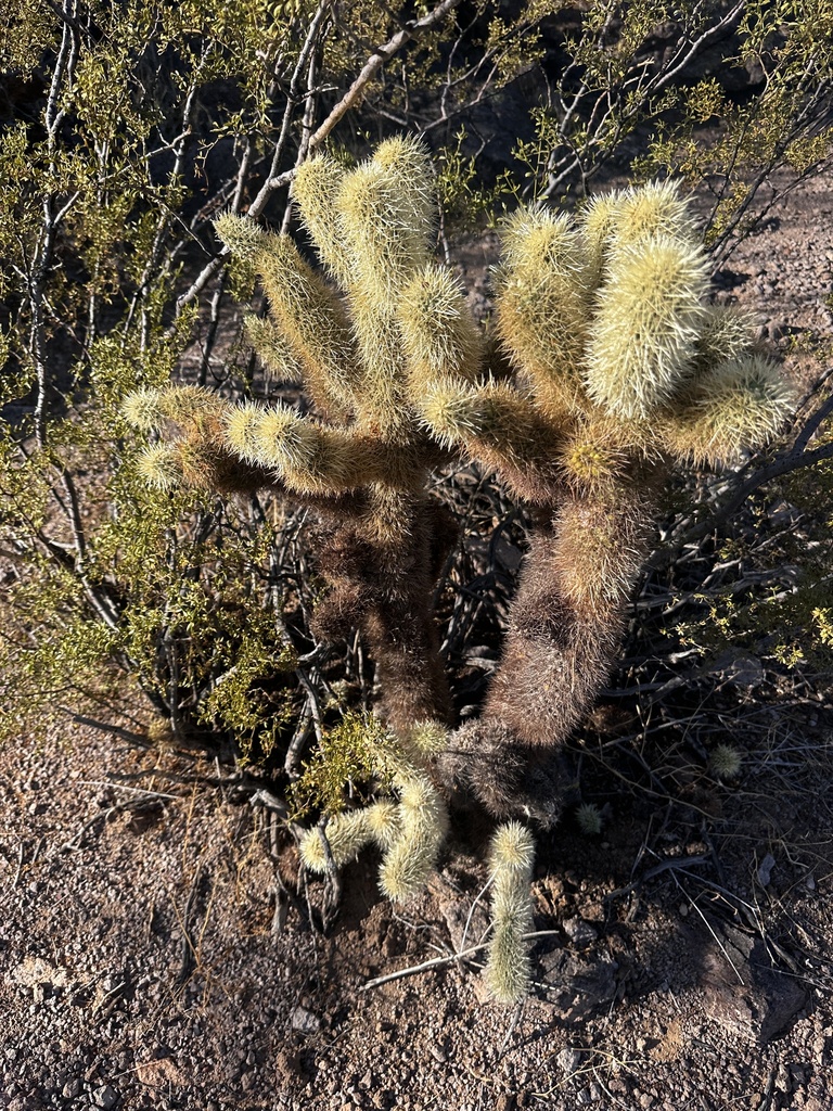 Teddybear Cholla from Knickerbocker Park, Las Vegas, NV, US on November ...